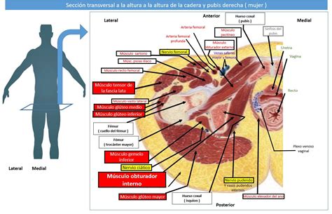 Músculo Obturador Interno Dolopedia