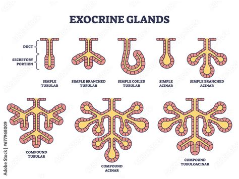 Exocrine Glands Structure For Anatomical Secrete Substances Outline Diagram Labeled Educational