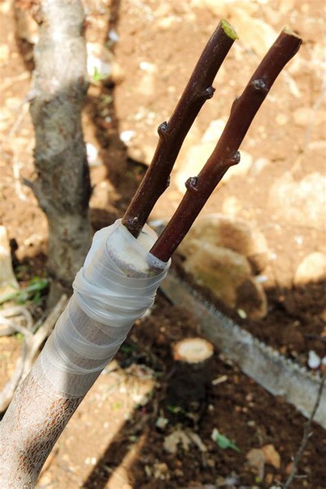 22 Best Grafting Trees Images On Pinterest Gardening Grafting Fruit Trees And Grafting Plants