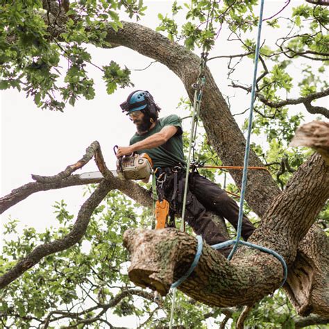 The Importance Of Tree Removal Epperson Tree
