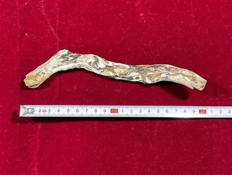 Yahoo オークション 希少 海松 深海松 約20cm 58g レインボー