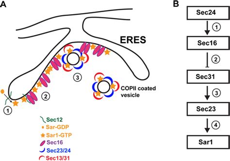 The Two Models For The Role Of Sec16 In Copii Coat Dynamics Download