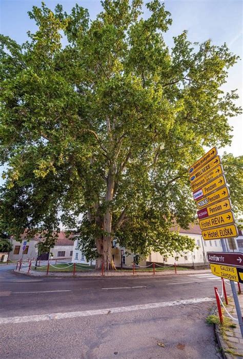 21 Best Trees To Reduce Pollution Balcony Garden Web