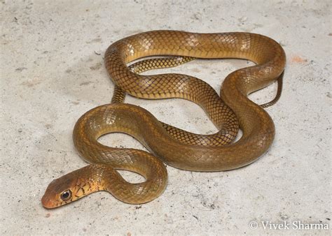 Indian Snakes Indian Snakebite Initiative