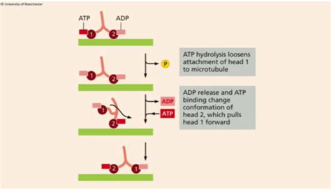 Modules 5 Flashcards Quizlet