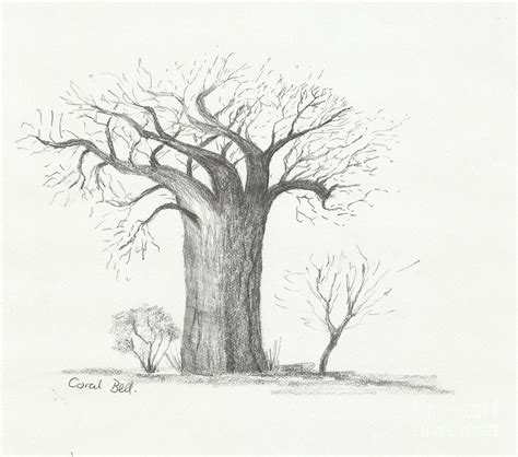 Lone Baobab Tree Drawing By Coral Bell