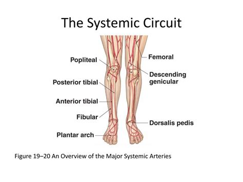 PPT The Systemic Circuit PowerPoint Presentation Free Download ID