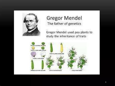 Extensions Of Mendelian Inheritance Pptx Genetics Science