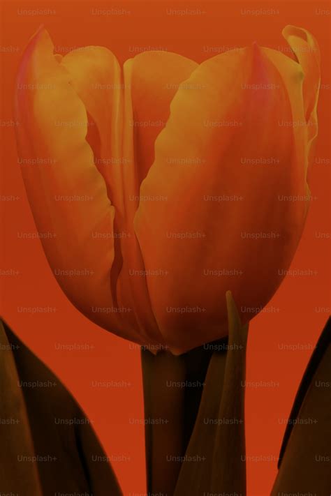 흰색 바탕에 노란색 중심이 있는 흰색 꽃 사진 Unsplash의 꽃 이미지