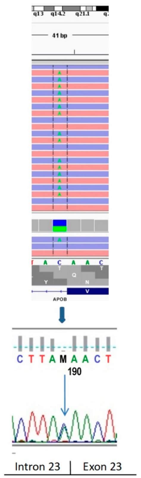 Next Generation Sequencing Ngs Based Identification And Sanger Download Scientific Diagram
