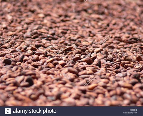 Sun Drying Cocoa Beans Stock Photos Sun Drying Cocoa Beans Stock Images Alamy