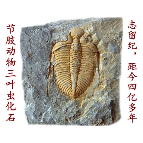 三叶虫化石价值300万60亿天价奇石图片价值10亿的虫化石图大山谷图库