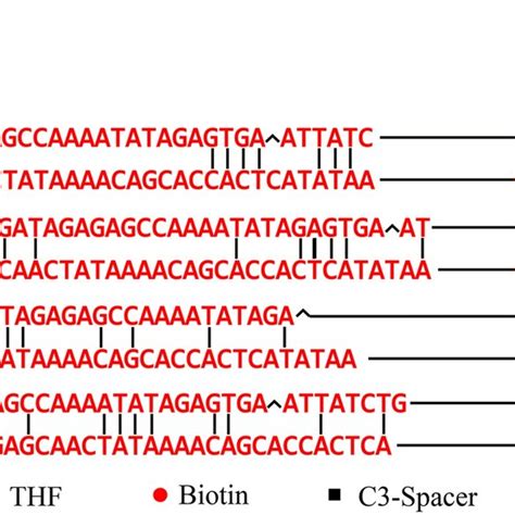 Rpa Reaction Temperature And Lfs Chromogenic Time A Performance Of C