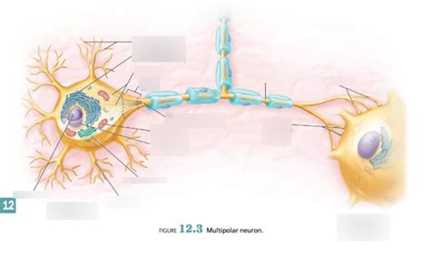 UNIT 12 PRELAB QUIZ Diagram Quizlet