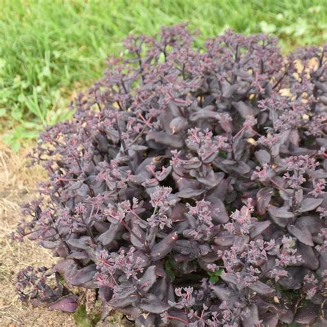 Sedum Telephium After Dark Stonecrop Garden Center Marketing