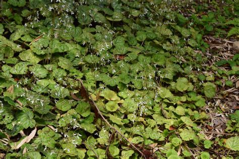 ユキノシタ雪の下雪の舌 庭木図鑑 植木ペディア