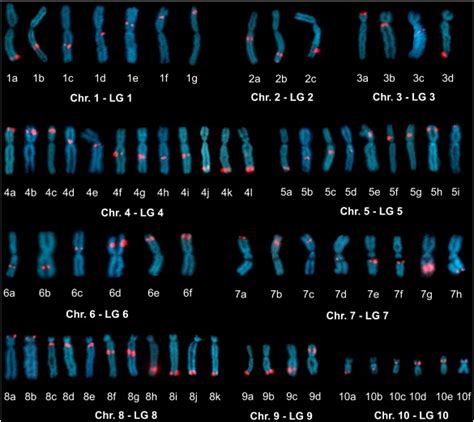 Assignment Of Linkage Groups To Xenopus Tropicalis Chromosomes Via