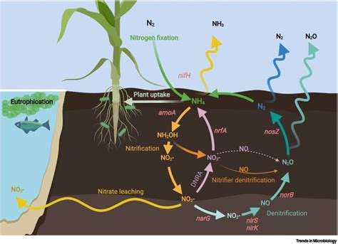 Nitrogen Fixation Cycle