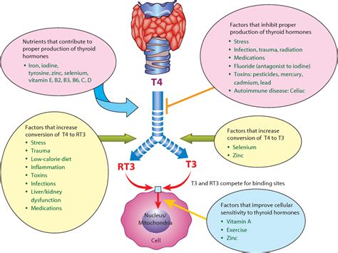 How Much Selenium For Thyroid At Joseph Auricht Blog