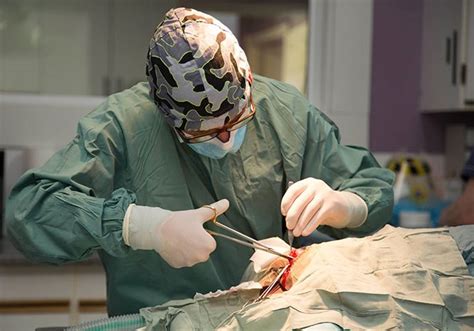 گفت‌وگو با دکتر محمد امین سعیدی رزیدنت جراحی دانشکده دامپزشکی دانشگاه