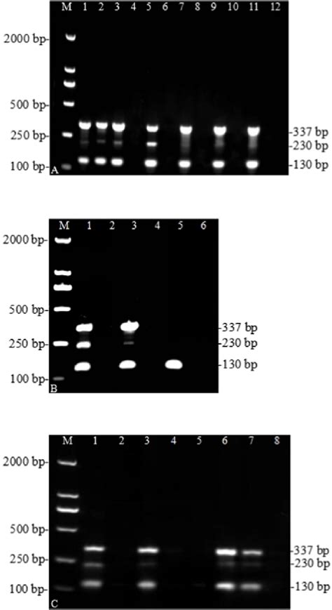 Optimization Of Pma Treatment Conditions A Optimized Concentration
