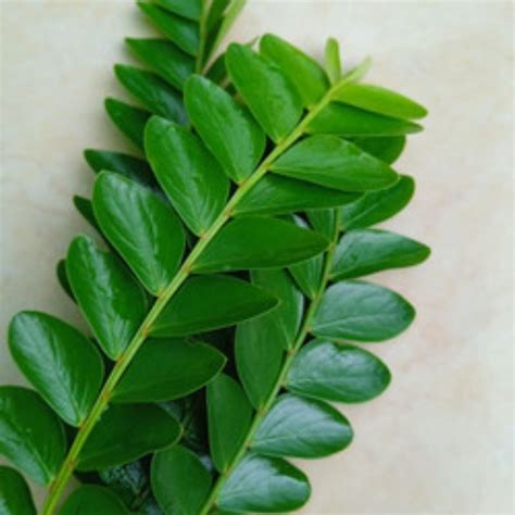 Jual Daun Seligi Daun Sligi Segar Baru Petik Sebelum Dikemas Harga