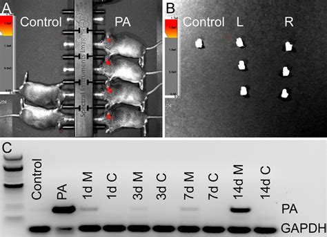 Pa Is Not Detected In Csom Cochlea A Ivis Revealed The Presence Of Pa