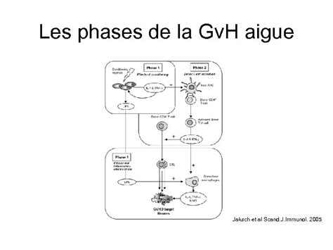 Rôles Fonctionnels Du Complexe Majeur D Histocompatibilité Ghislaine