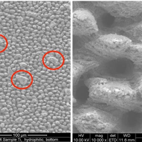 The Formation Of Heterogeneous Hierarchical Structures A Few Circled Download Scientific