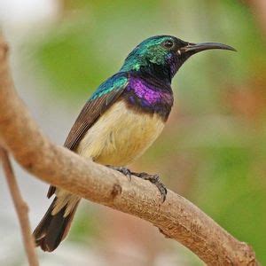 動物事典 カワリタイヨウチョウ Cinnyris venustus