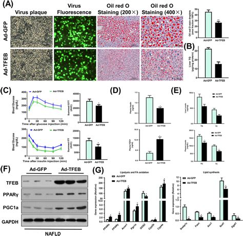 Tfeb Ameliorates Nafld In Mice By Increasing Fgf21 Expression A Virus