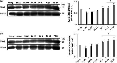 Dose‐dependent Restoration By Phenolic Compounds Of Reduced Activity Of Download Scientific