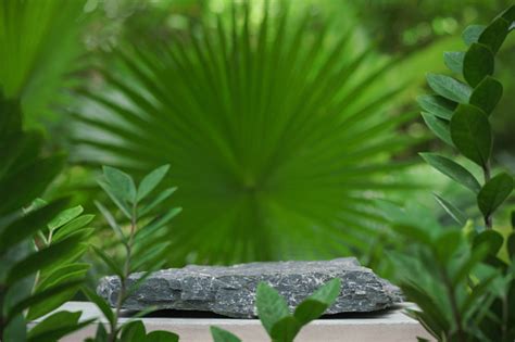열대 야외 정원 녹색 식물 부드러운 햇빛 흐림 배경에 빈 바위 돌 연단 질감 Spaceorganic 건강한 천연 제품 현재 프로모션 디스플레이 자연 숲 정글 디자인 0명에