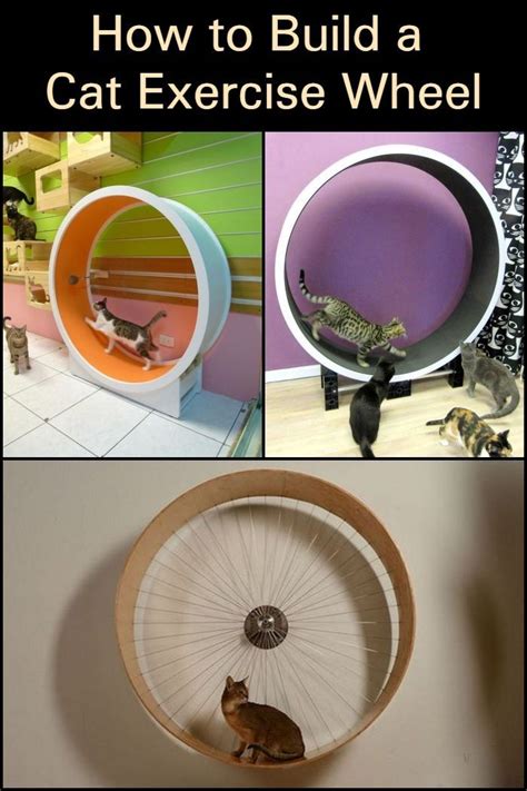Diy Cat Wheel