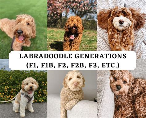 Cockapoo Vs Labradoodle Dog Breed Comparison 2023 We Love Doodles