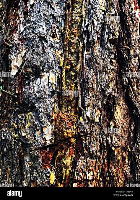 Sap Tree Hi Res Stock Photography And Images Alamy