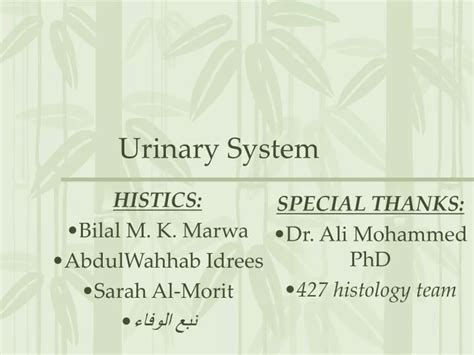 Ppt Urinary System Powerpoint Presentation Free Download Id 9710885