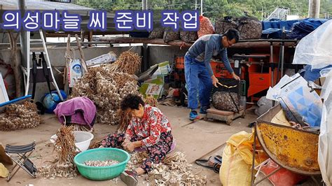 9월28일 의성육쪽마늘한지형마늘 씨 준비작업 마늘을 쪼개어 큰쪽작은쪽으로 분리하기10월20일경부터 심을 예정입니다 Youtube