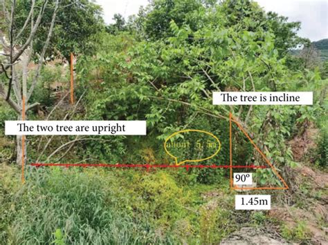 Vegetation Indicating The Occurrence Of The Secondary Landslide Trees Download Scientific