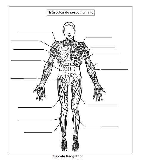 Sistema Muscular Para Colorir Braincp