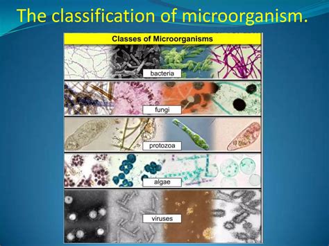 11 Classification Of Microbes Pptx Biological Sciences Science