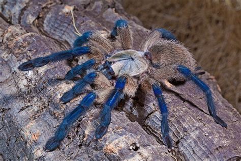 Monocentropus Balfouri Buzzard Reptile And Aquatics