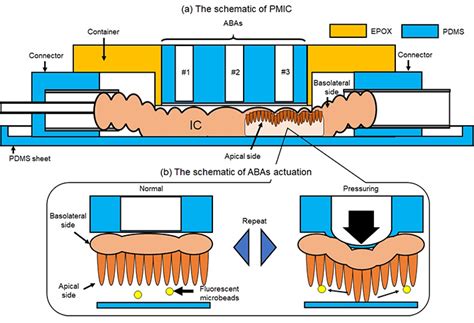Researchers Illuminate Complex Flow Dynamics In Small Intestine