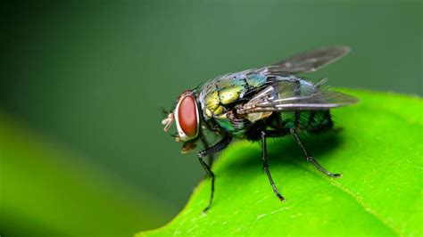 کشف مگس زنده و سالم در روده یک بیمار در حین کولونوسکوپی عکس