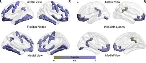 Flexibility Hubs Of The Cortex As A V Or C Feature