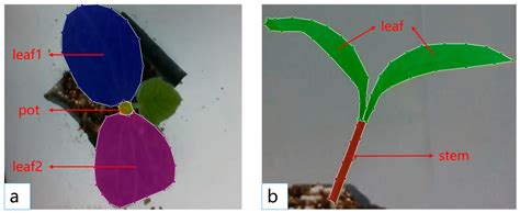 Yolov8 Sdc An Improved Yolov8n Seg Based Method For Grafting Feature Detection And Segmentation