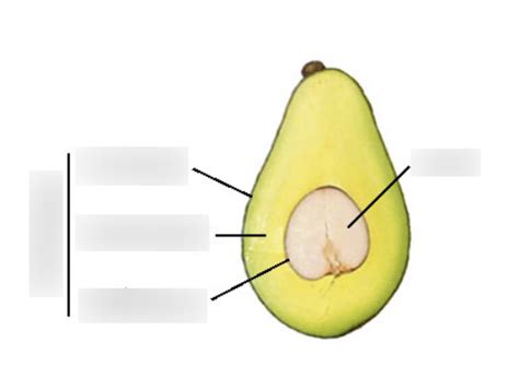 Diagram Of Lecture 12 Plant Sex The Seed Quizlet