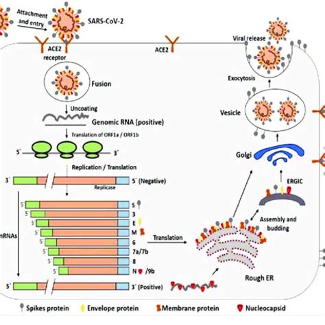 The Life Cycle Of Sars Cov 2 In Host Cells After Receptor Binding The