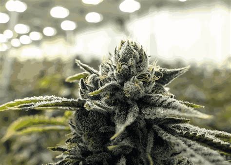 What Does Weed With Mold Look Like