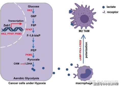 代谢重编程高分文献思路合集 知乎